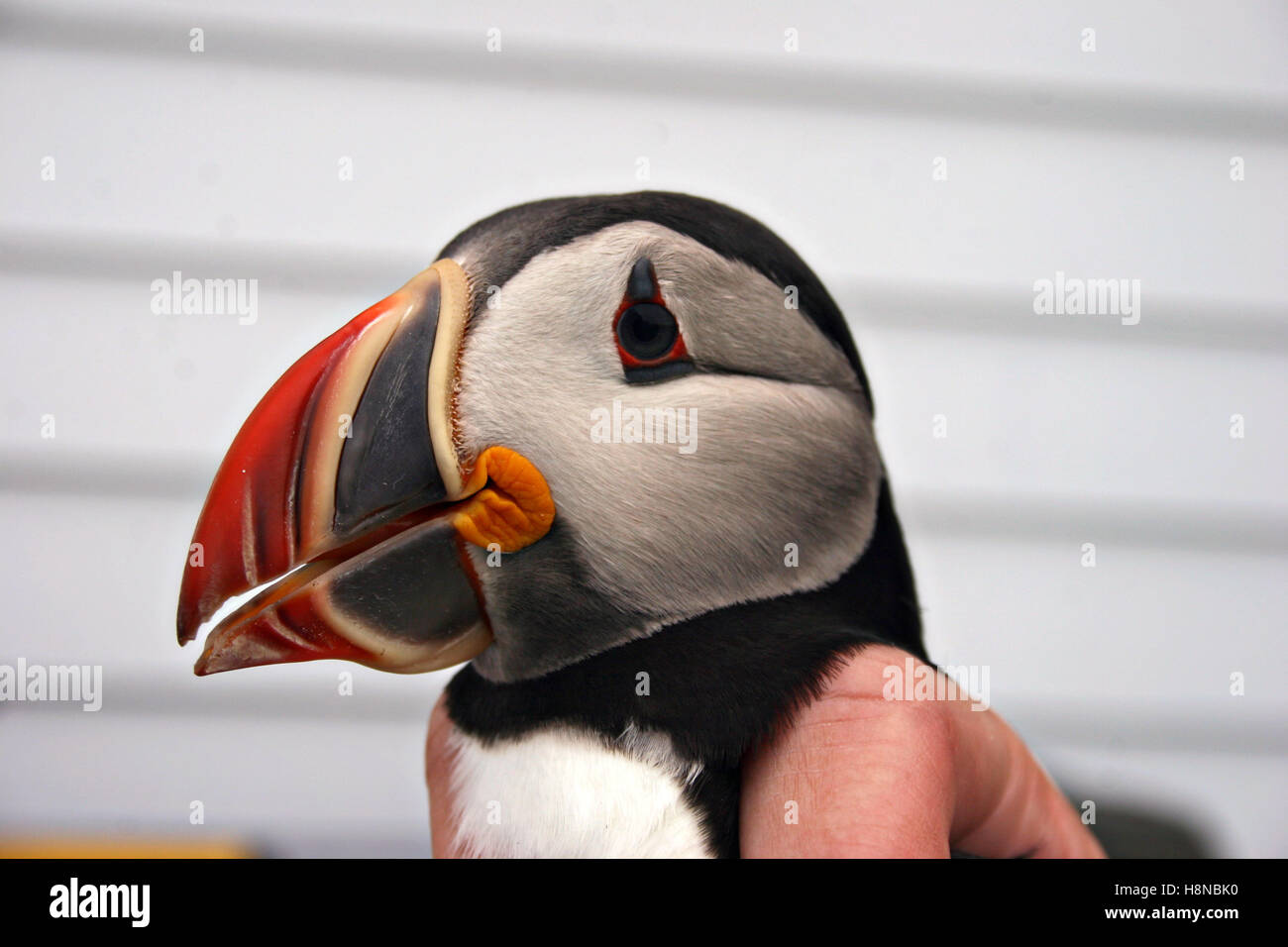 Close-up of an Atlantic puffin at the Maine Coastal Island National ...