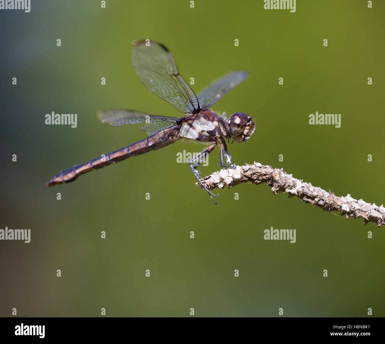 Purple headed dragonfly that seems to be riding a branch Stock Photo ...