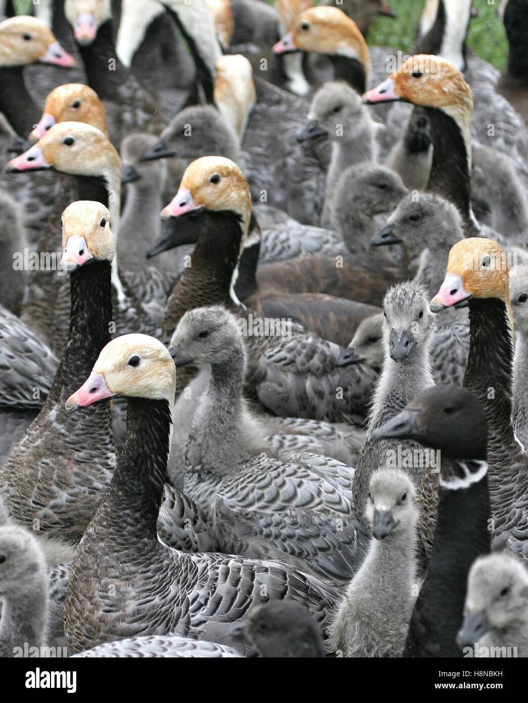 A flock of Emperor Geese gather at the Yukon Delta National Wildlife ...