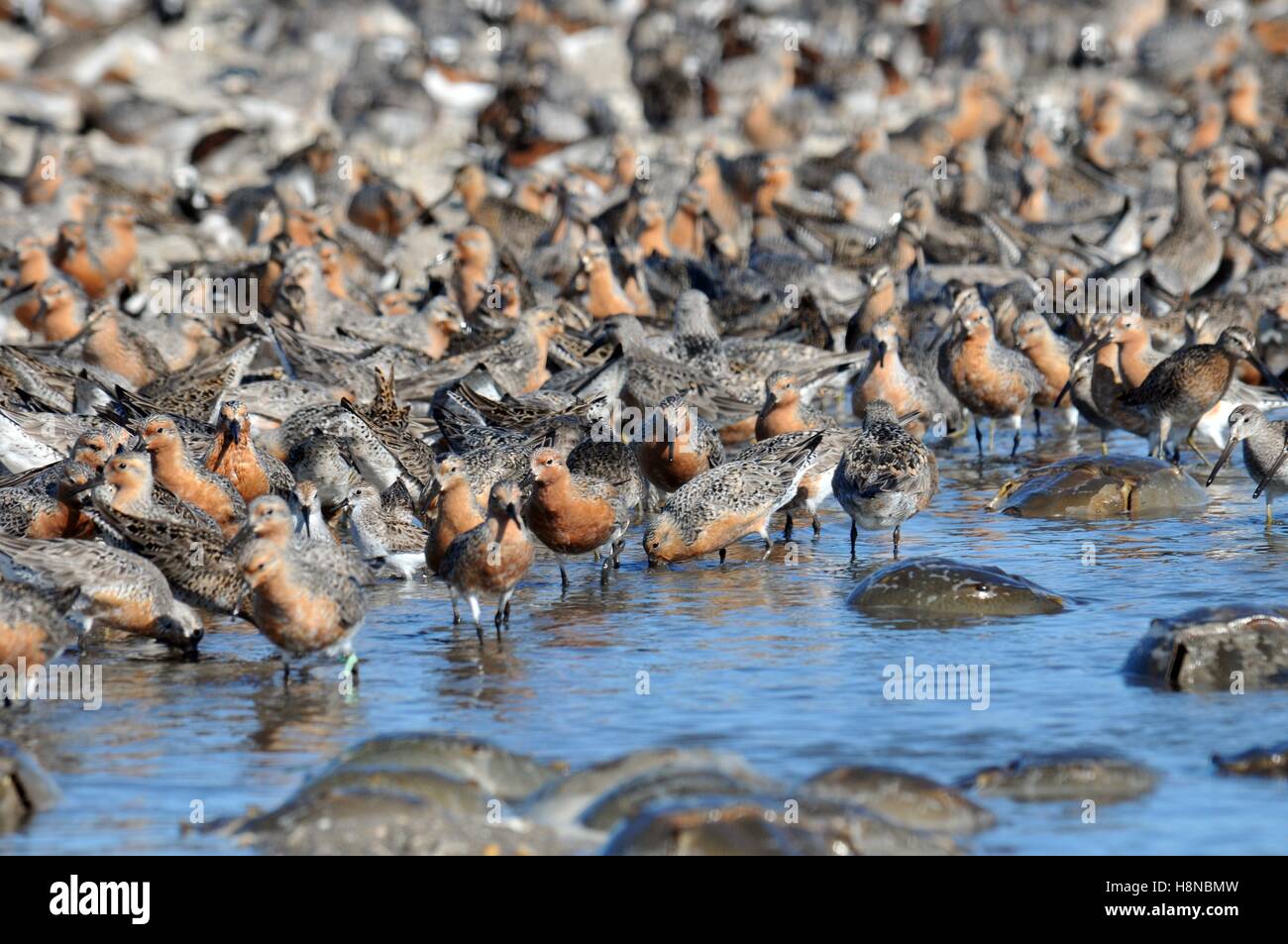 A flock of endangered red knot shorebirds feed on Horseshoe Crab eggs ...