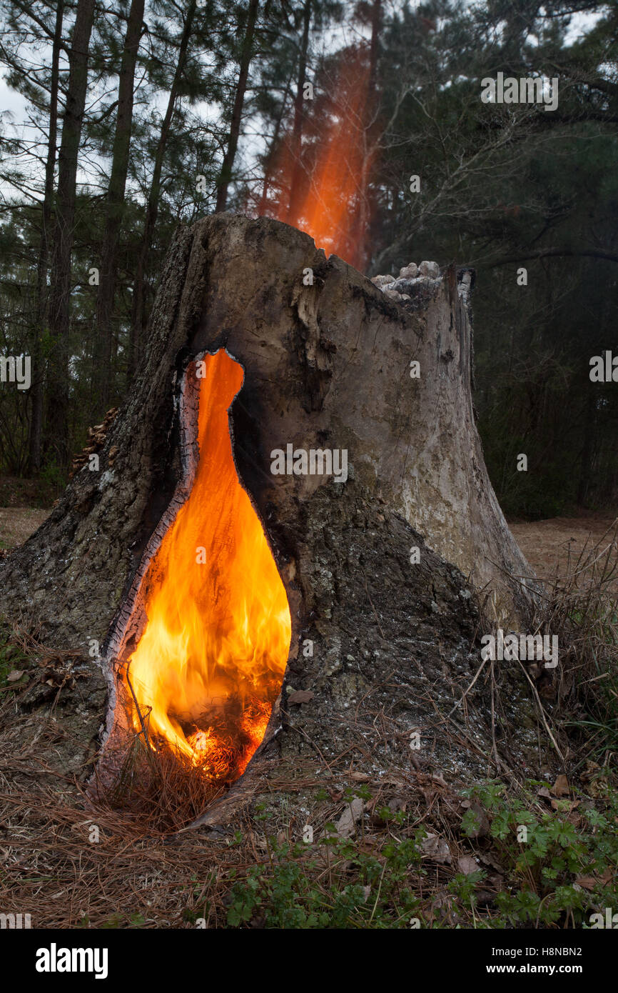 Hollow Stump High Resolution Stock Photography and Images - Alamy
