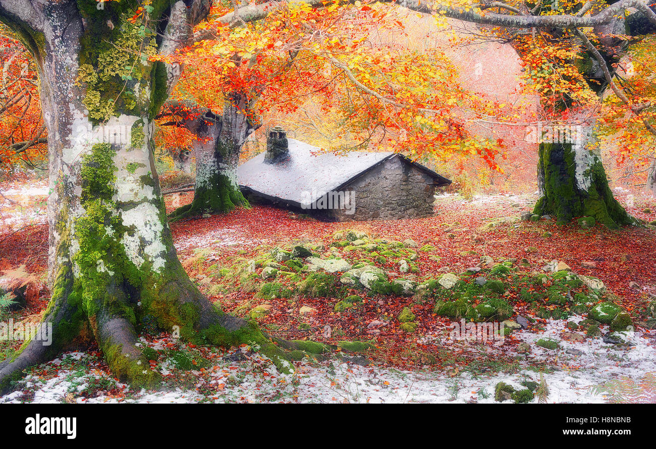 house in the forest in autumn Stock Photo - Alamy