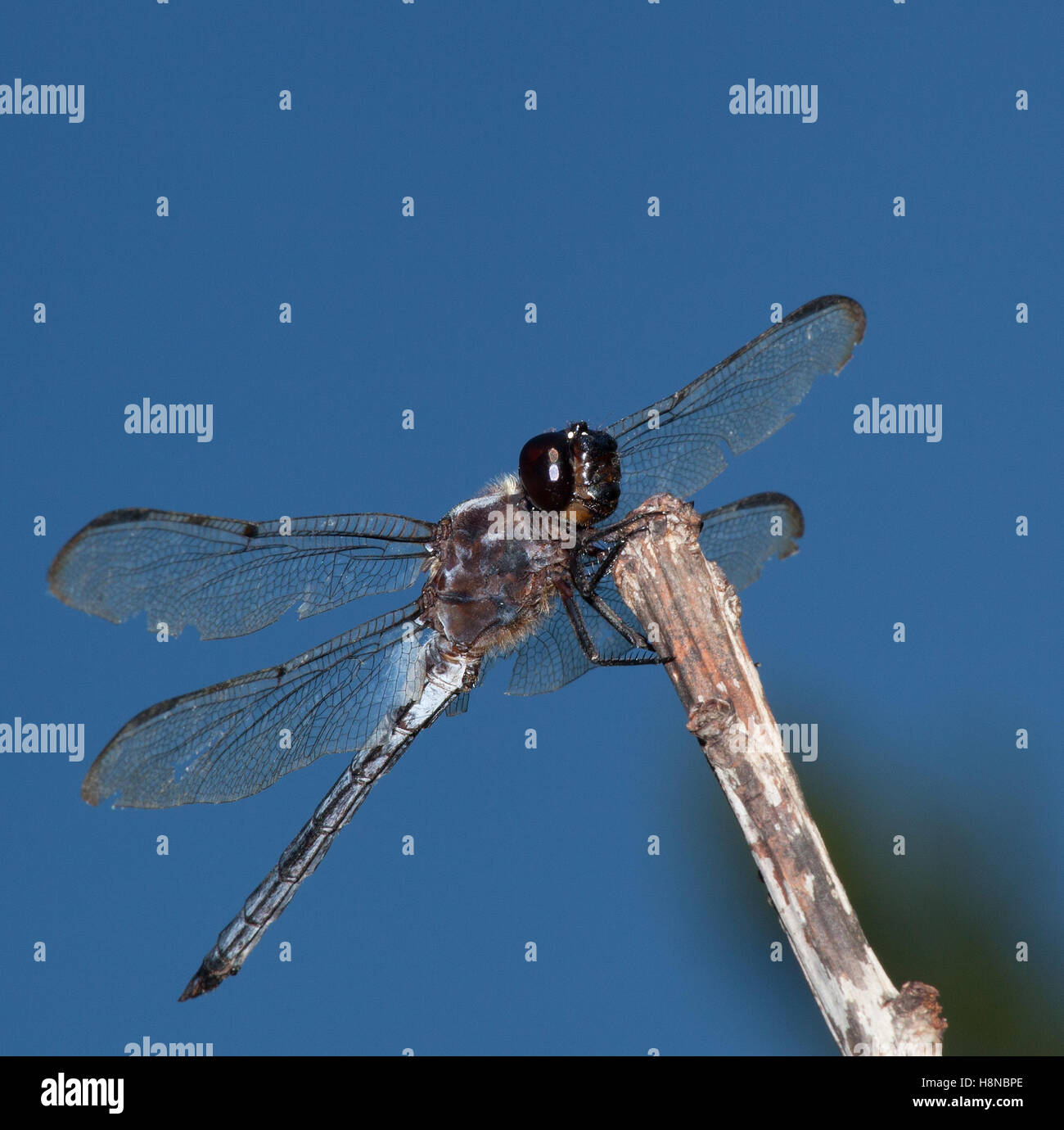 Black eyed dragonfly on a stick with what looks like a smile Stock ...