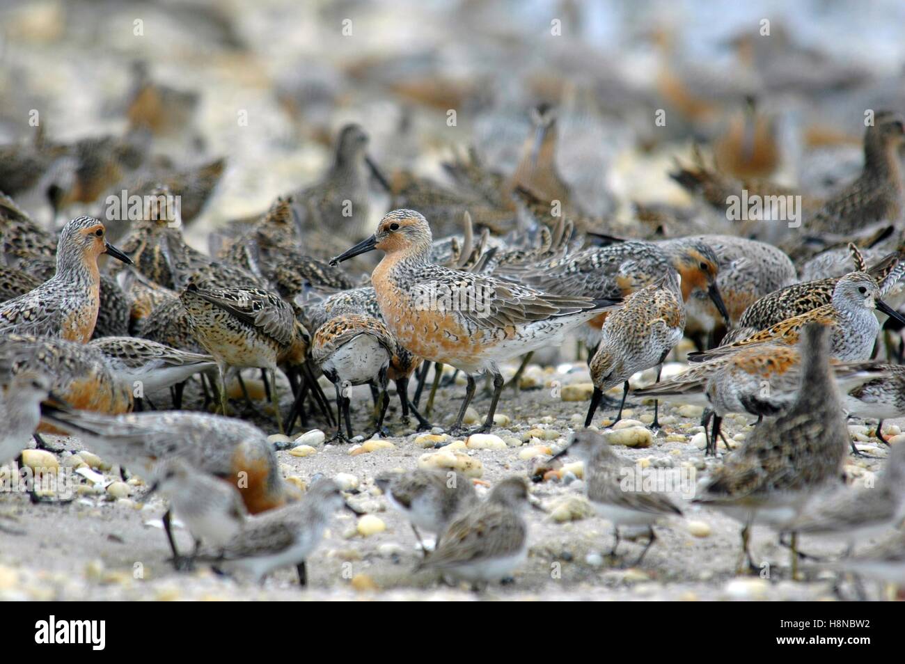 A flock of endangered red knot shorebirds stop on the beach during ...