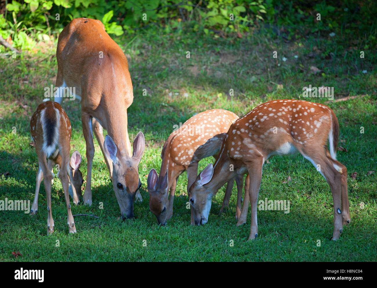 Whitetail doe and three fawns that are eating together Stock Photo - Alamy