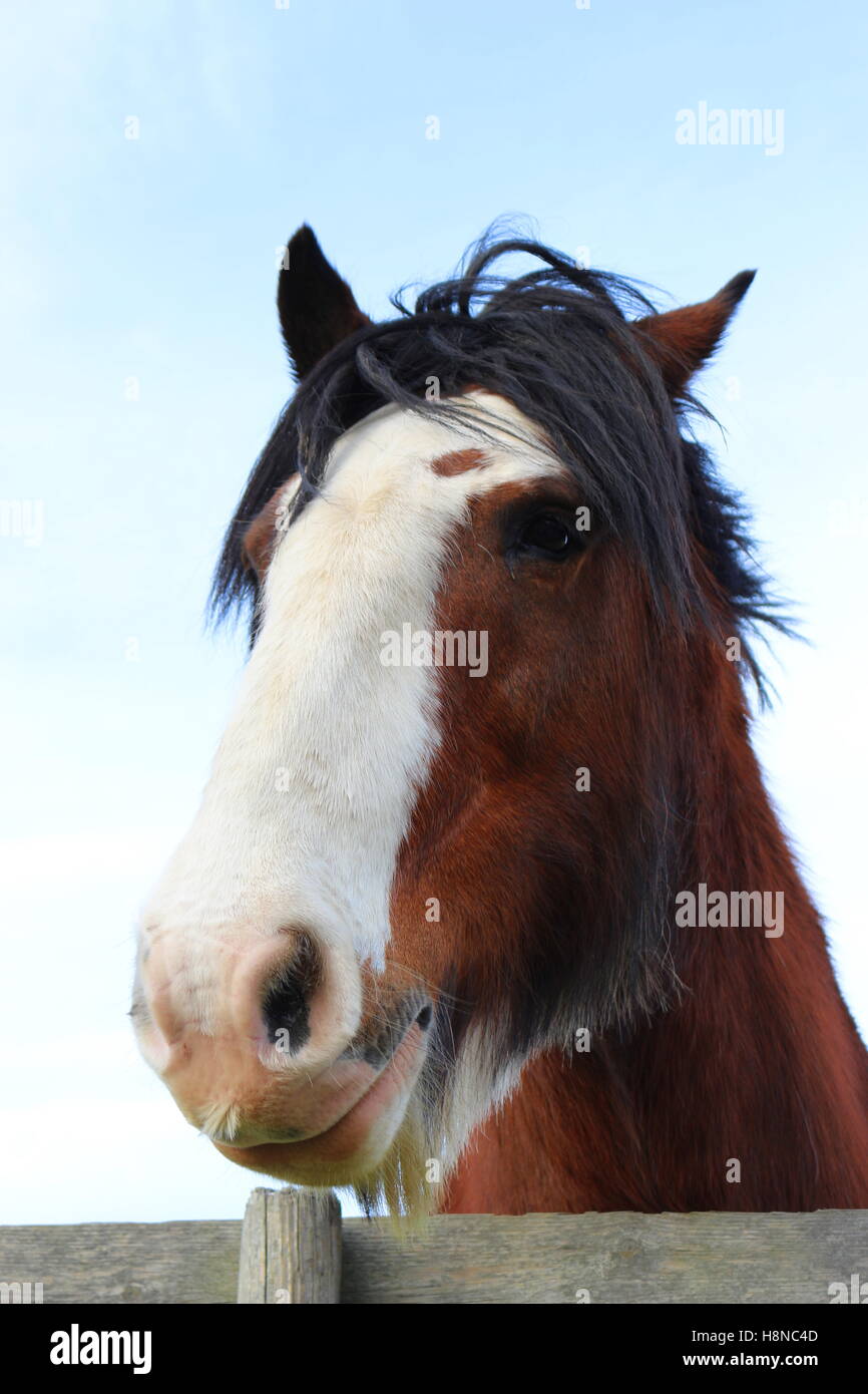 Horse Head Over Fence High Resolution Stock Photography and Images - Alamy