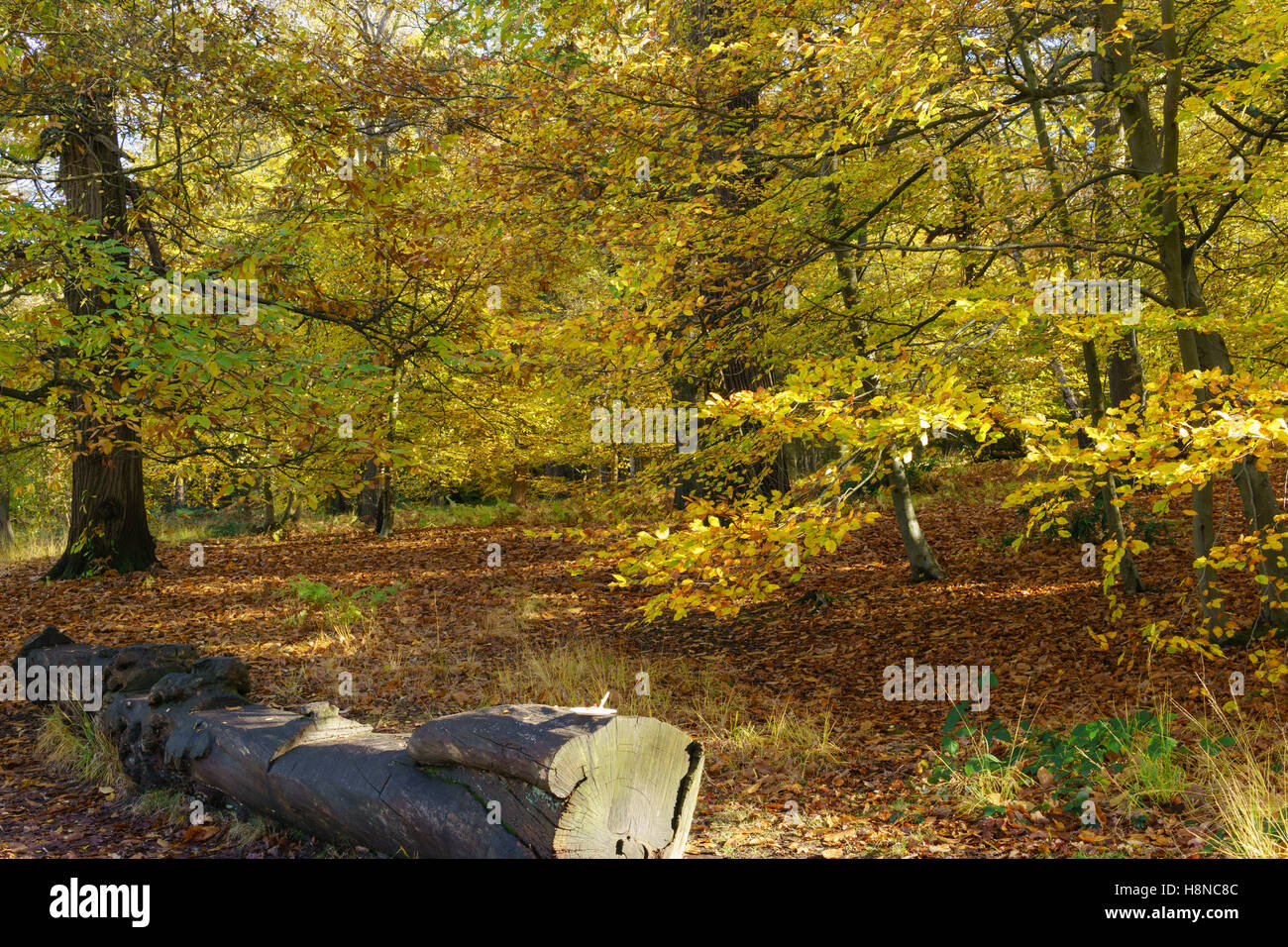 Colors of Autumn Stock Photo - Alamy