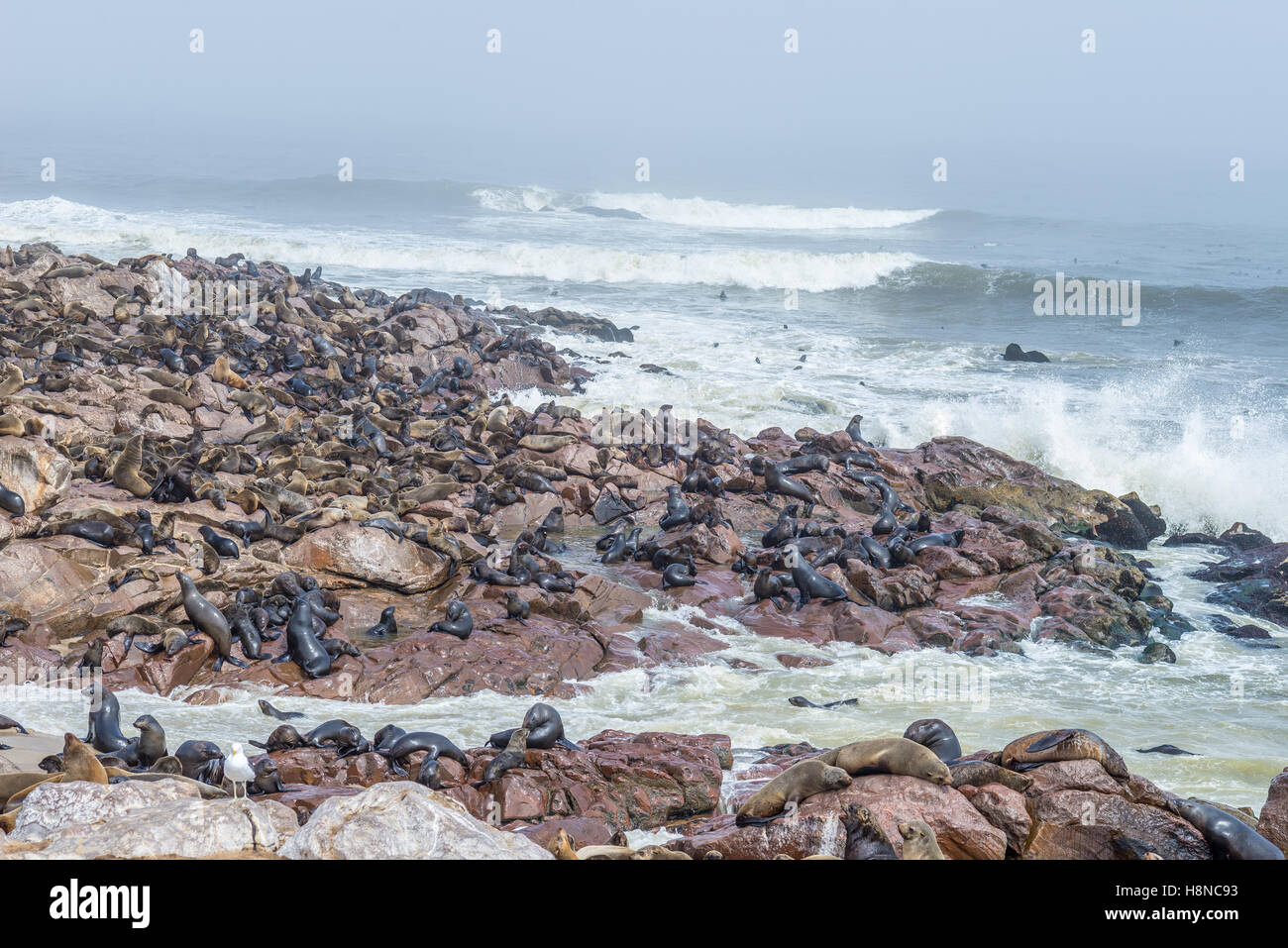 The seal colony at Cape Cross, on the atlantic coastline of Namibia ...
