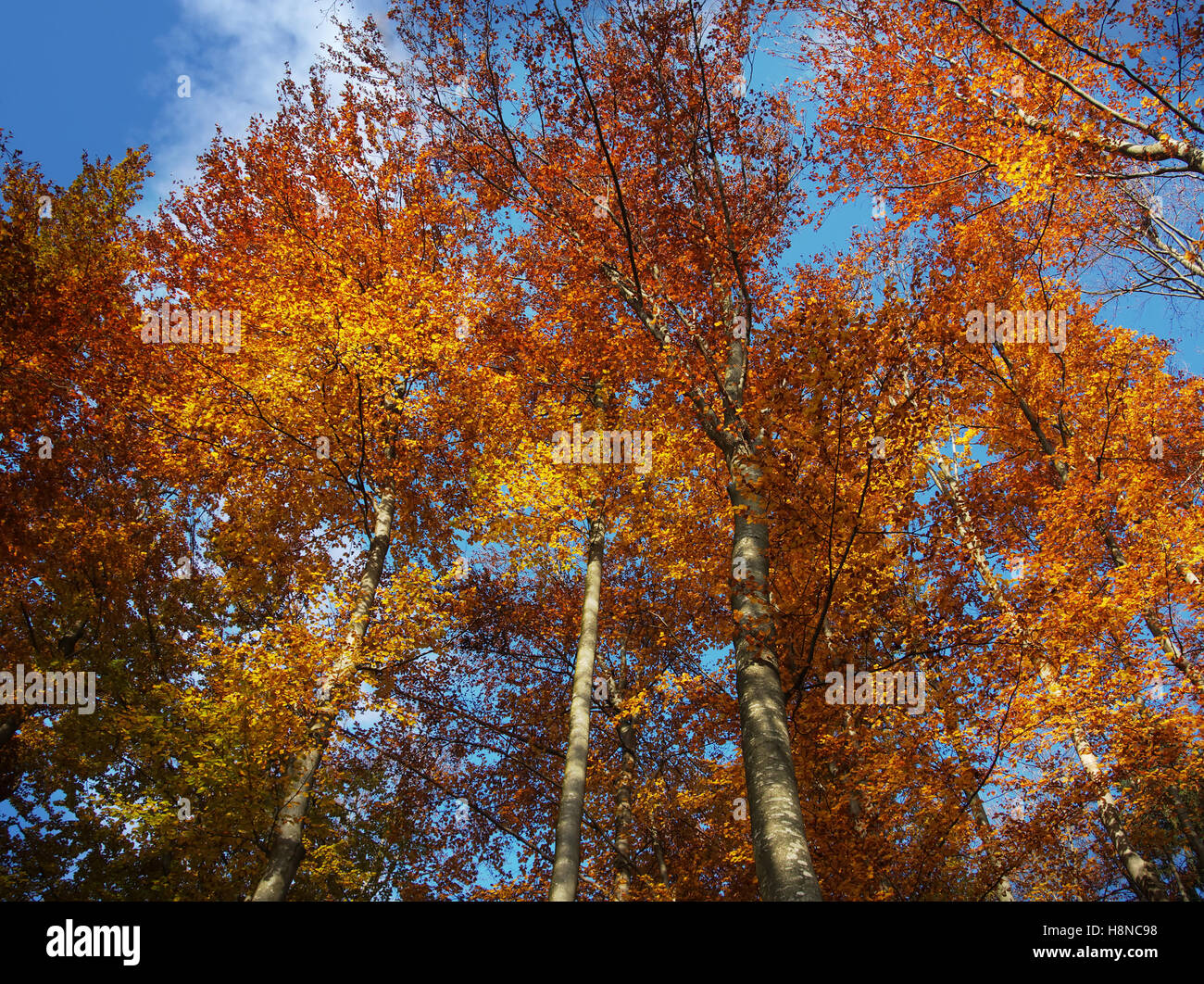 Bright autumn colours in a beech tree forest Stock Photo - Alamy