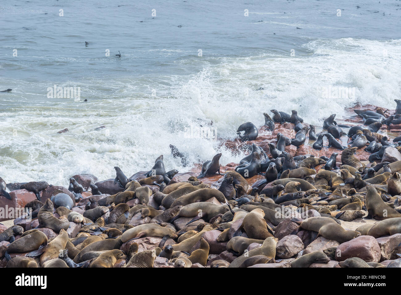 The seal colony at Cape Cross, on the atlantic coast of Namibia, Africa ...