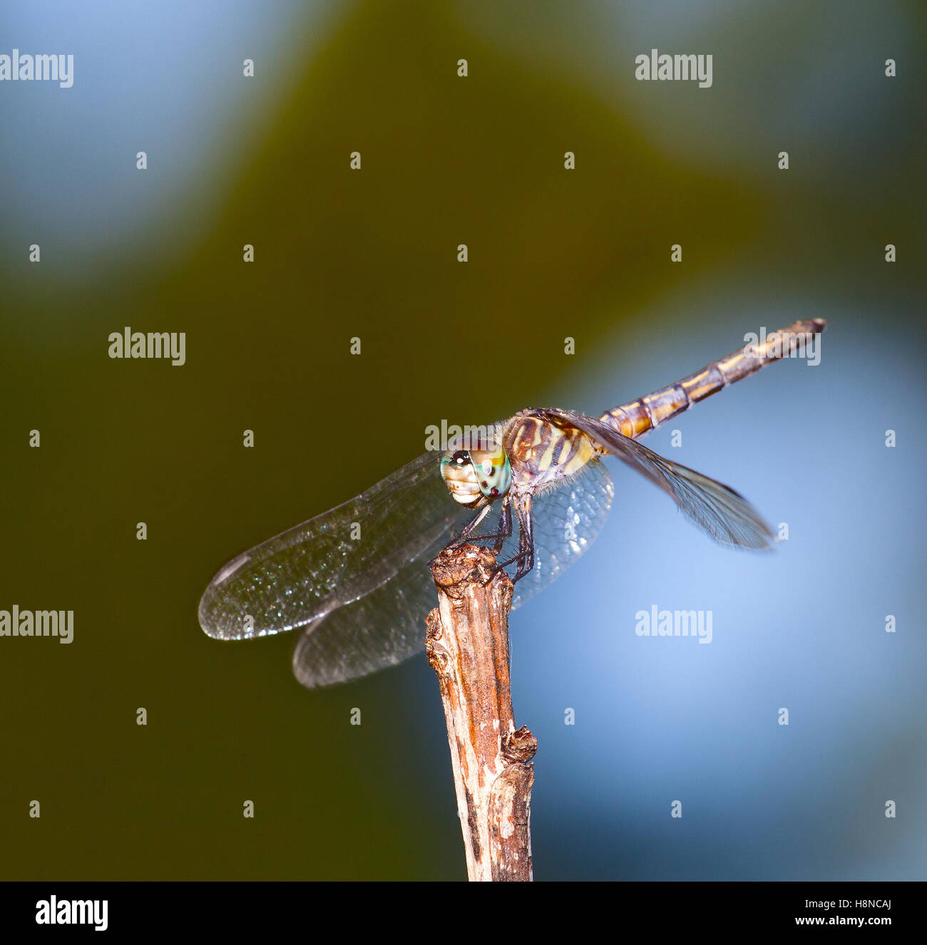 Dragonfly on a stick that is looking at the camera Stock Photo - Alamy