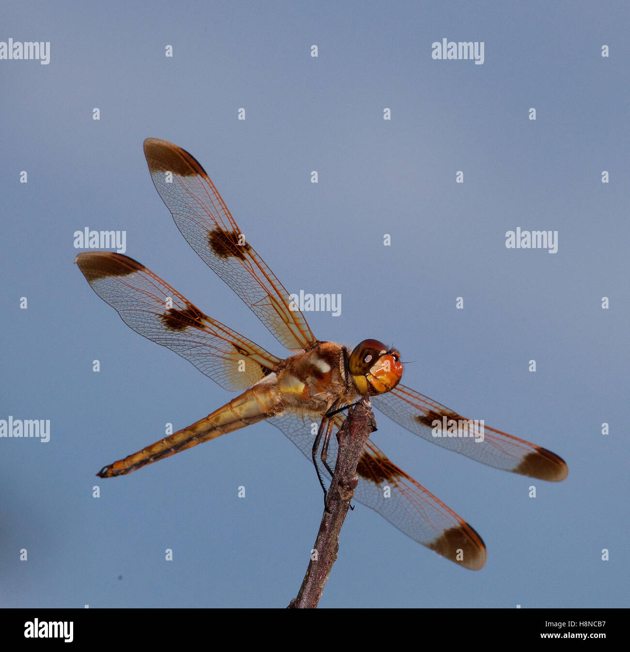 Orange eyed dragonfly that looks like it is smiling Stock Photo - Alamy