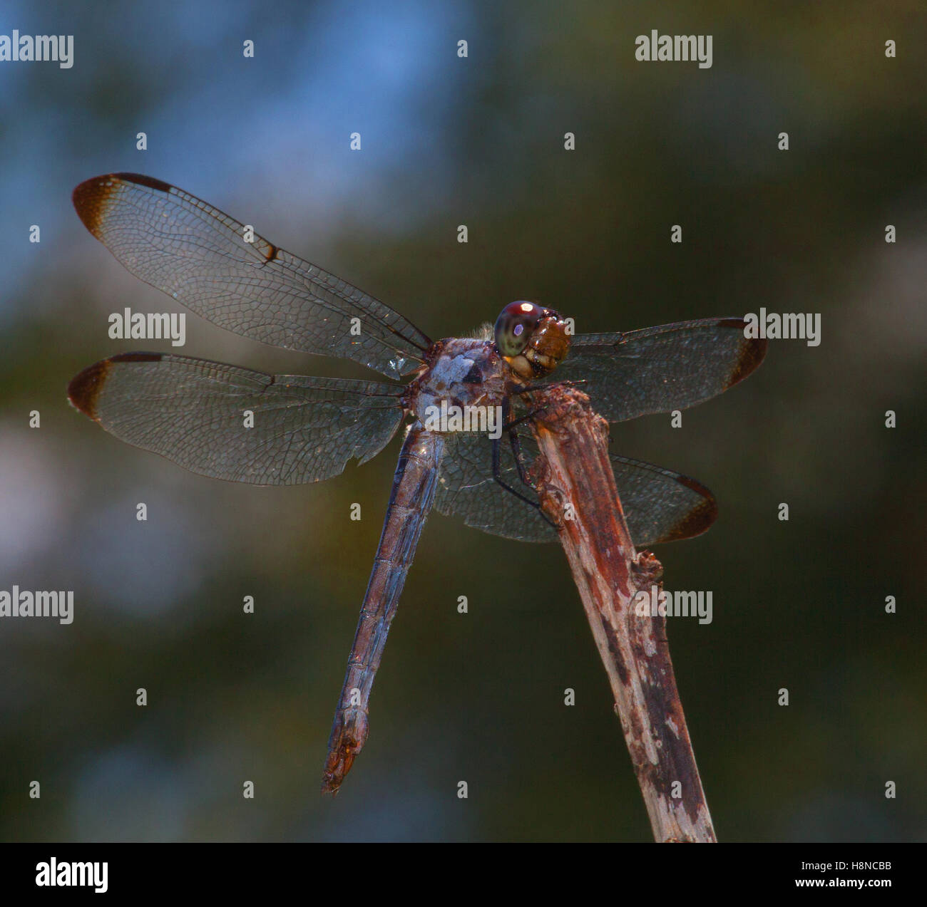 Stick Like Body On Bug High Resolution Stock Photography and Images - Alamy