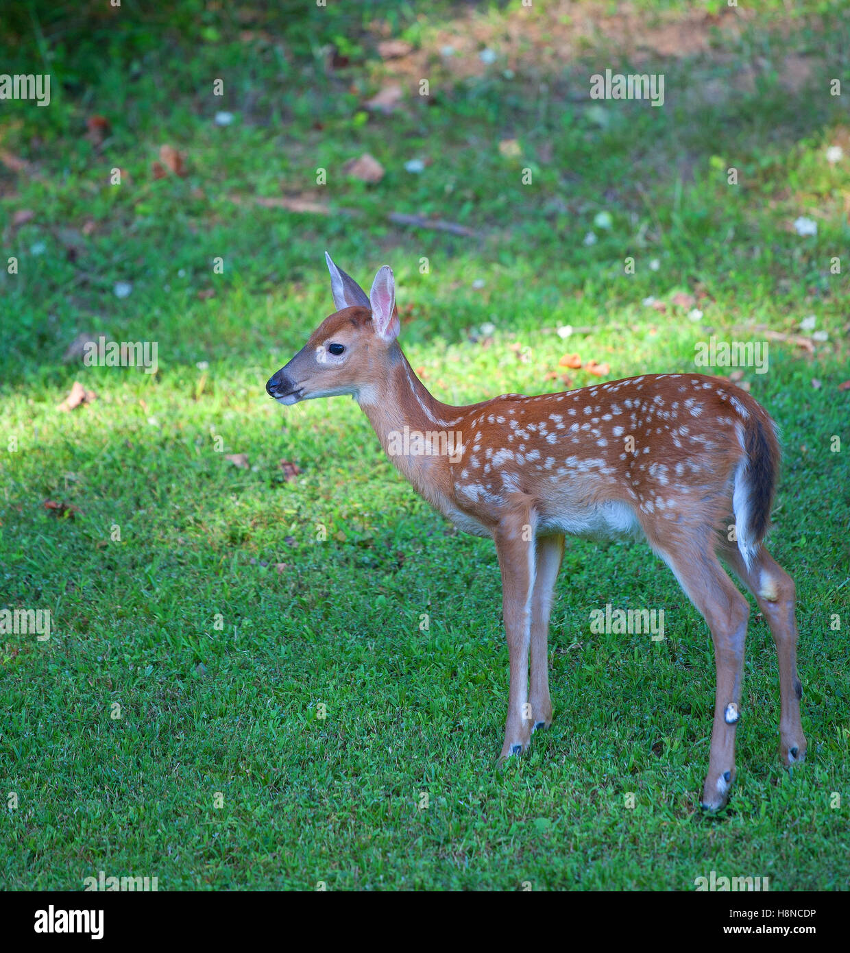 Whitetail deer fawn on a grass field in the day Stock Photo - Alamy