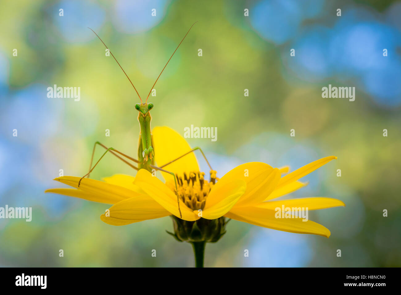 Yellow mantis hi-res stock photography and images - Alamy