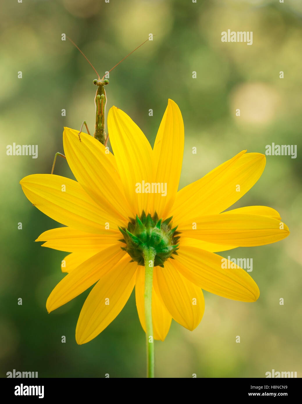 a male mantis on a yellow flower of Helianthus tuberosus (jerusalem ...