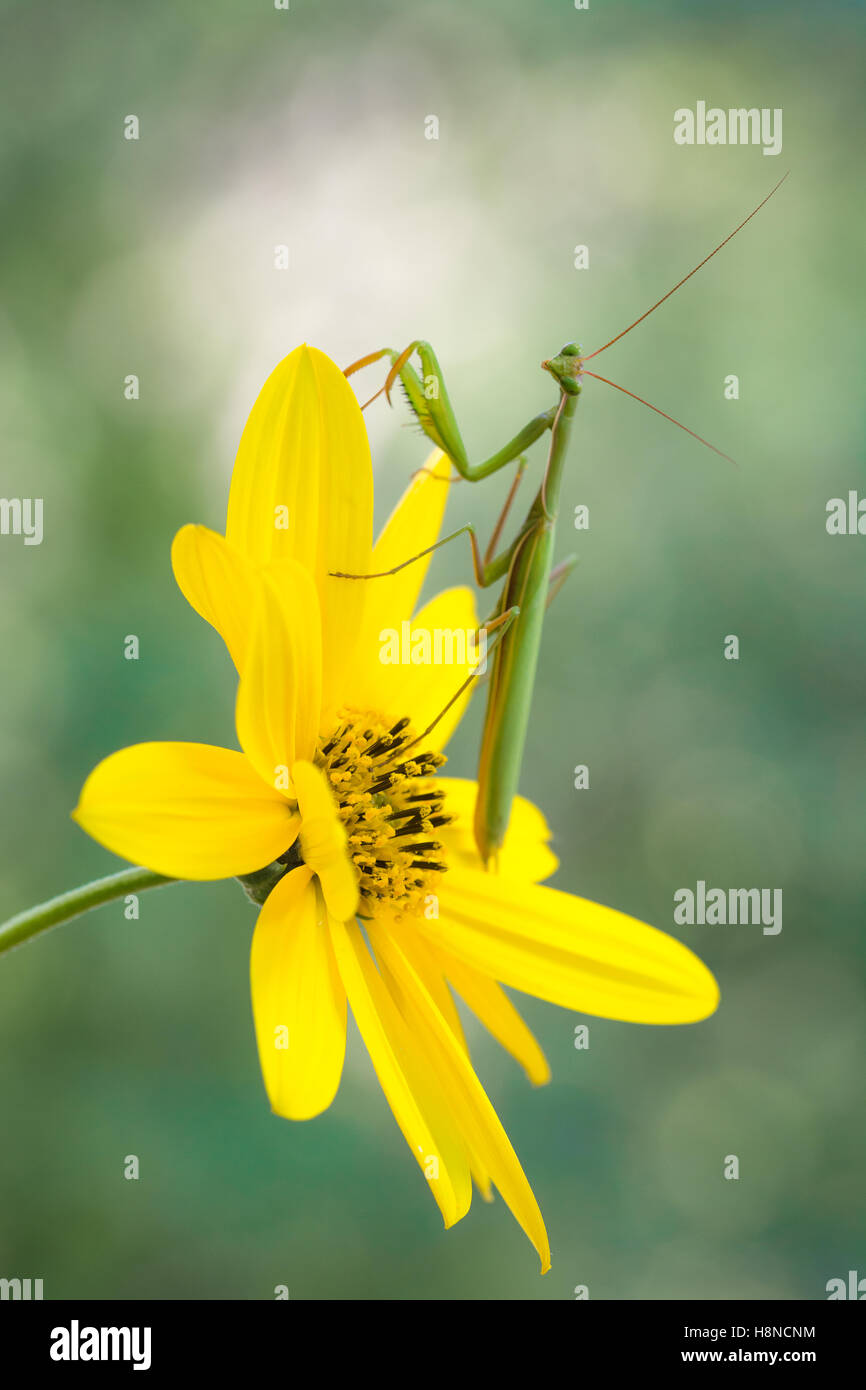 a male mantis on a yellow flower of Helianthus tuberosus (jerusalem ...
