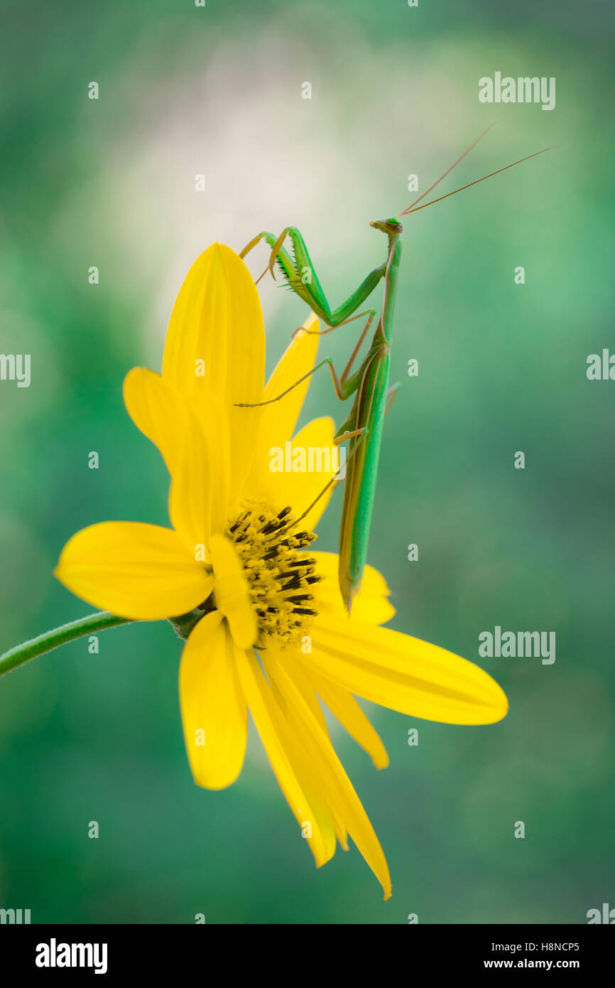 a male mantis on a yellow flower of Helianthus tuberosus (jerusalem ...