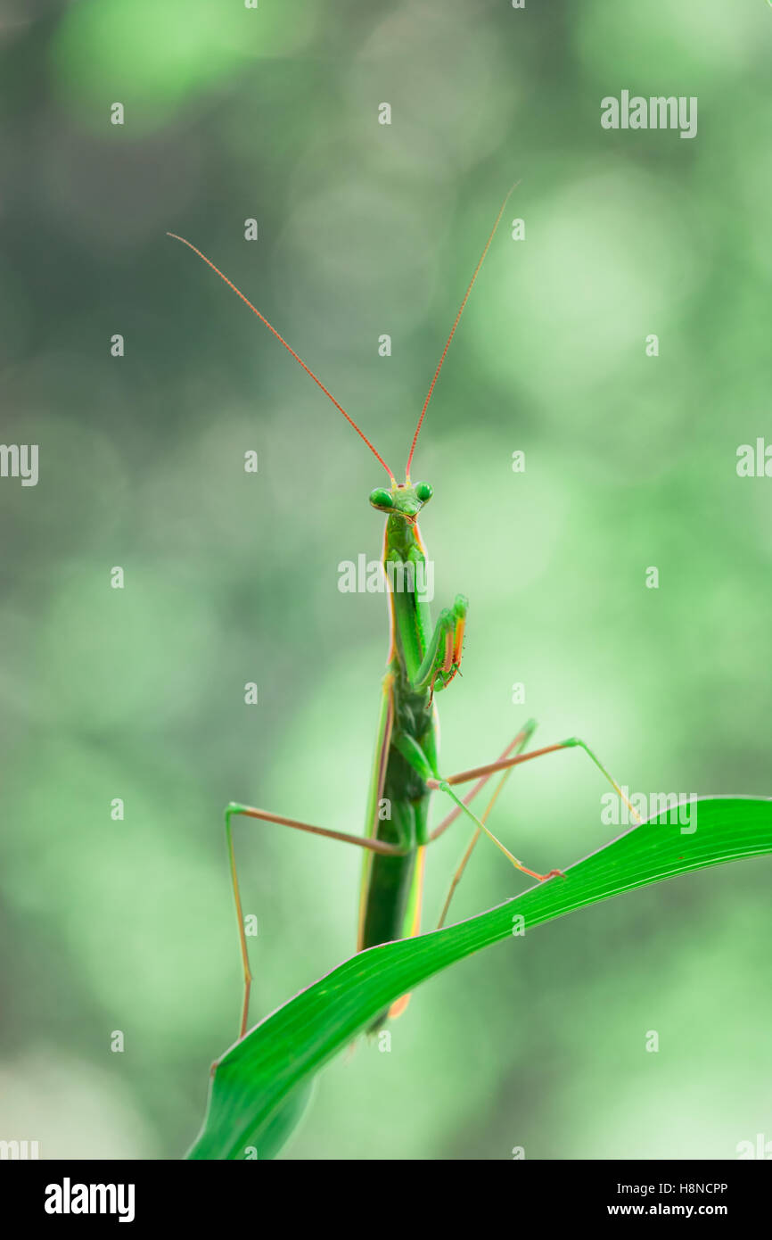 Mantis green hi-res stock photography and images - Alamy
