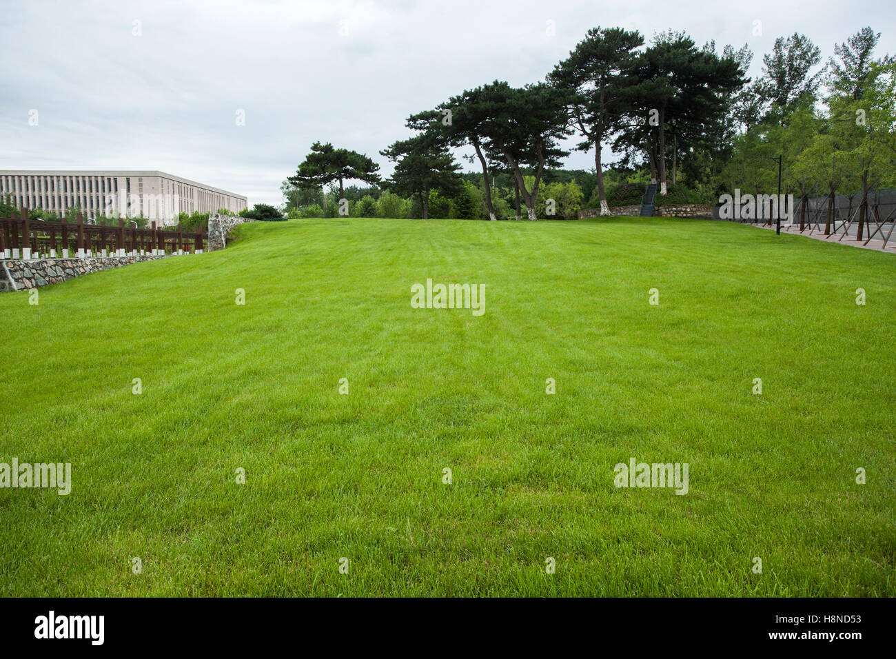 Green lawn, full frame Stock Photo - Alamy