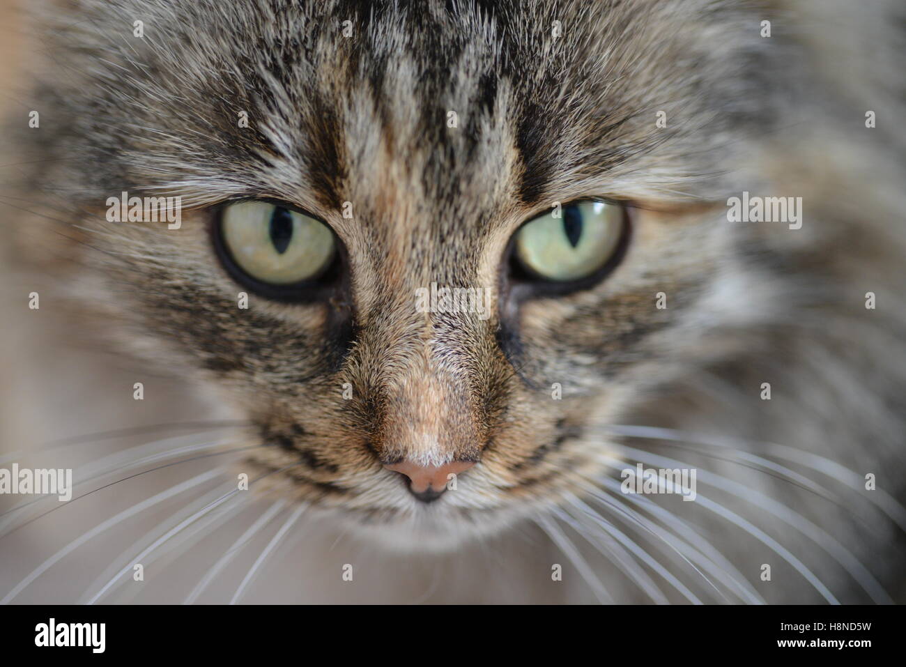 Cat stares into the camera lens Stock Photo - Alamy