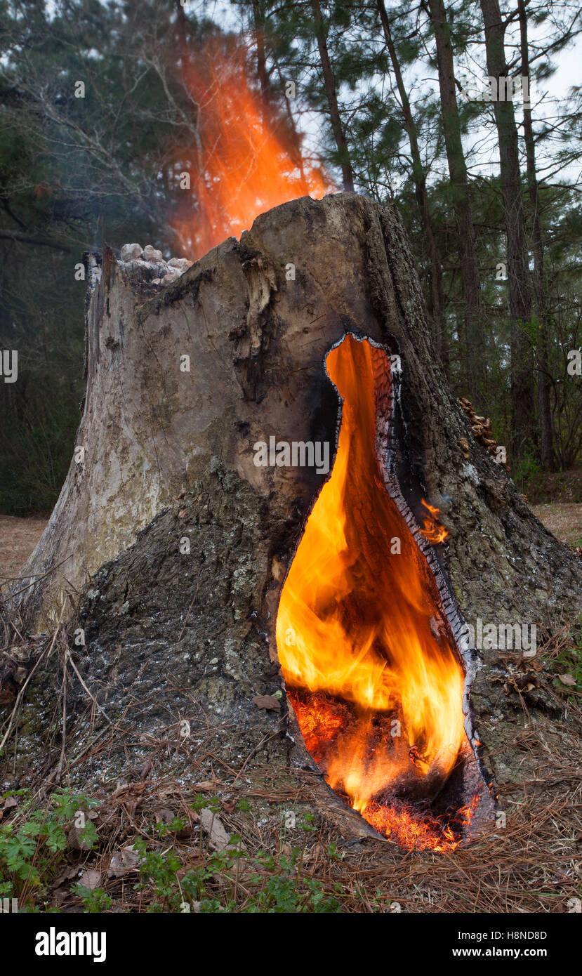 Tree stump that is on fire inside a hollow cavity Stock Photo - Alamy