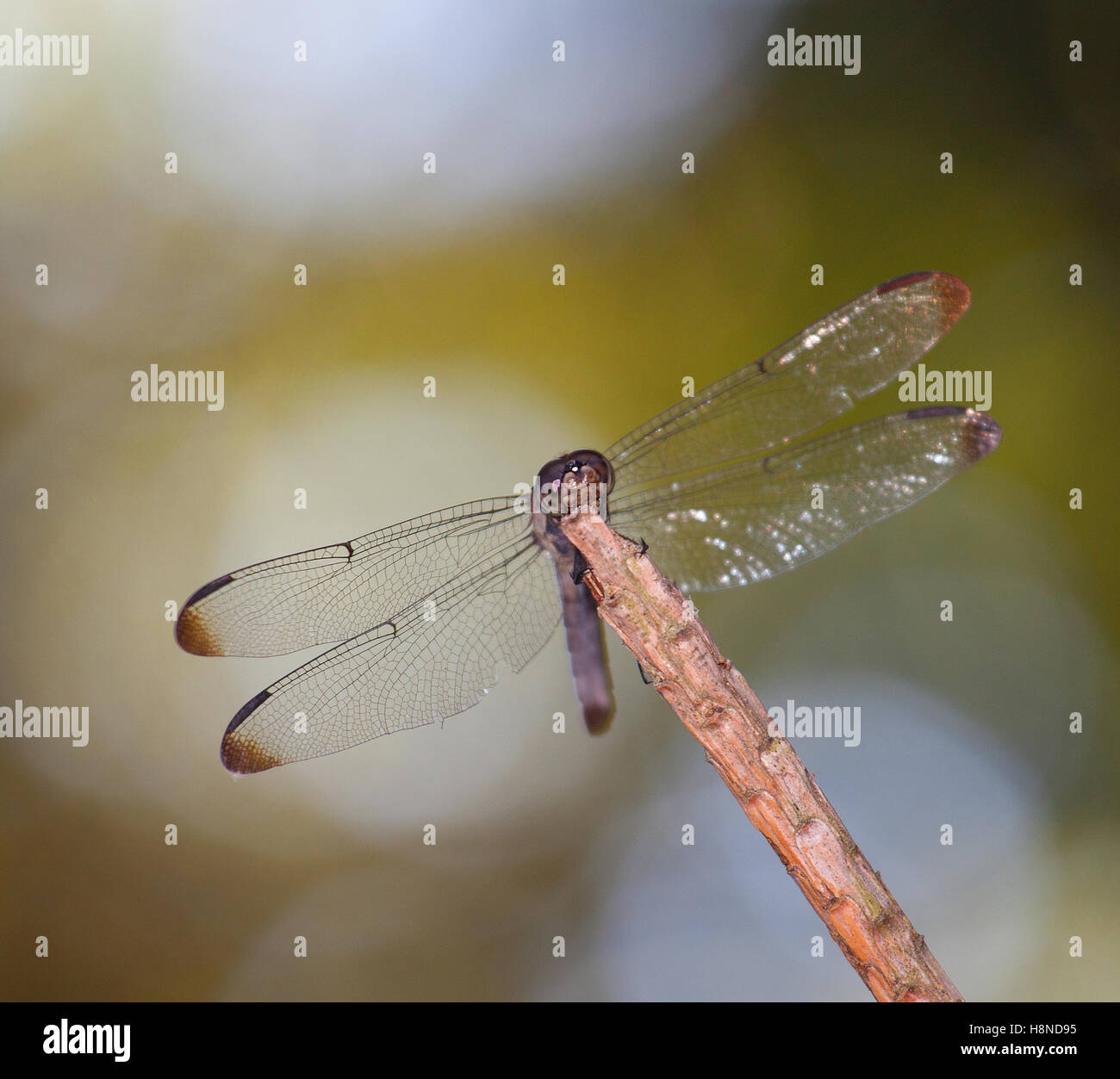 Dragonfly in front of a forest that is resting Stock Photo - Alamy