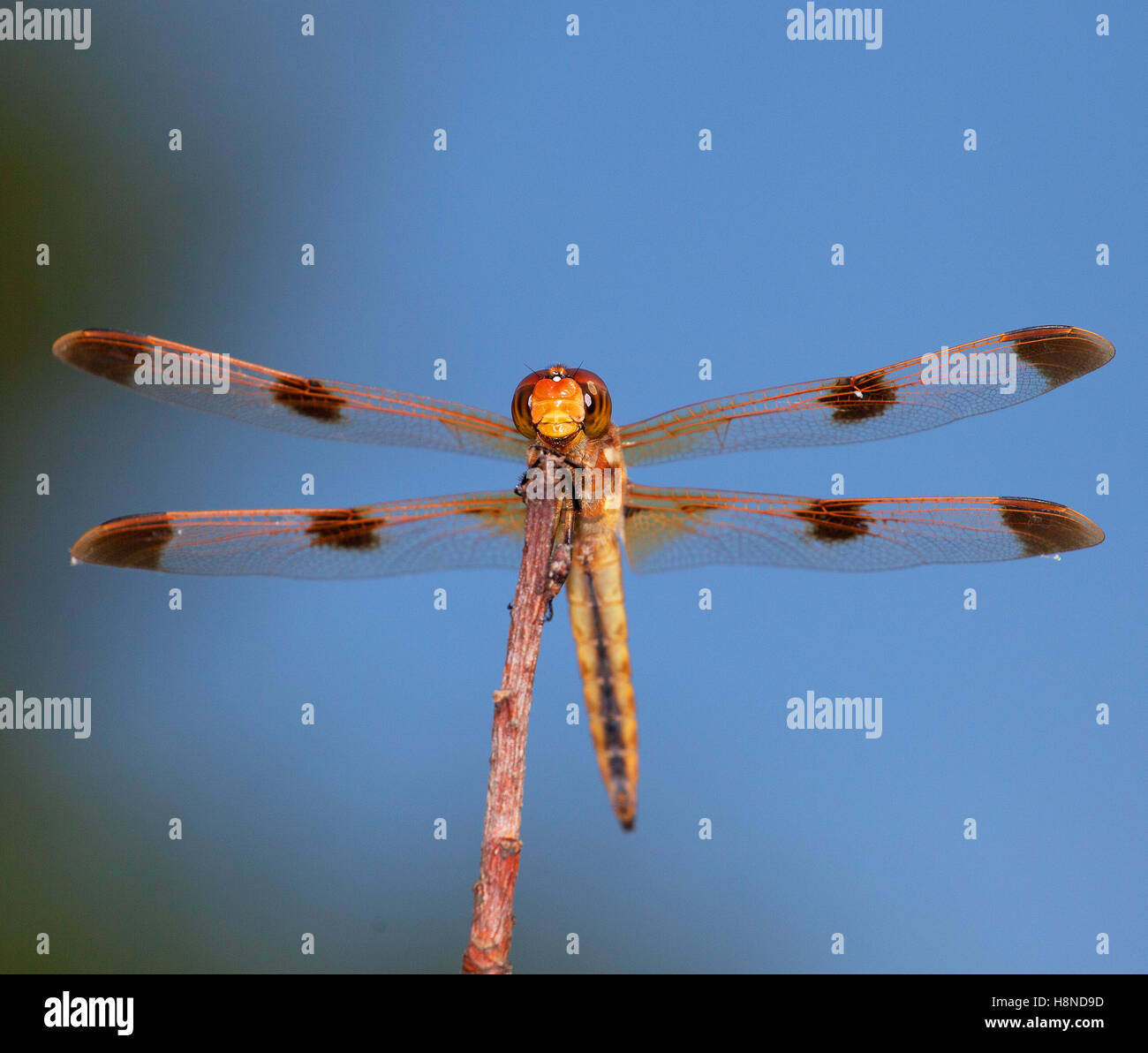 Orange dragonfly from below that may have seen the camera Stock Photo ...