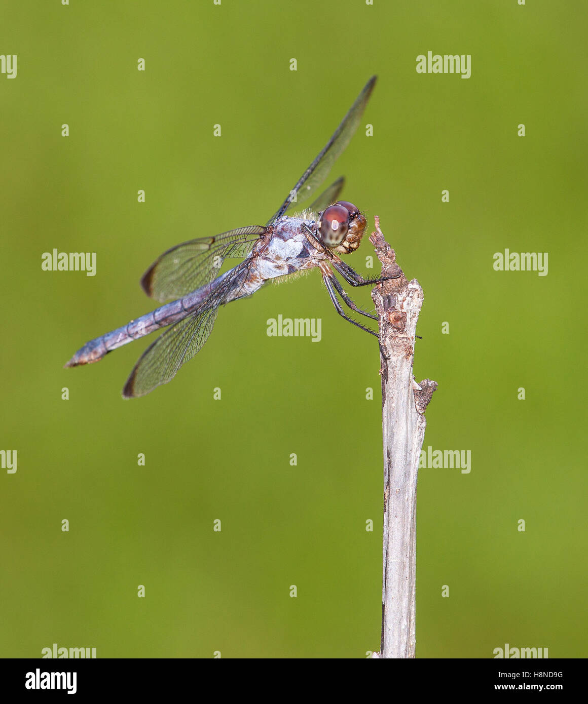 Body legs head hi-res stock photography and images - Alamy