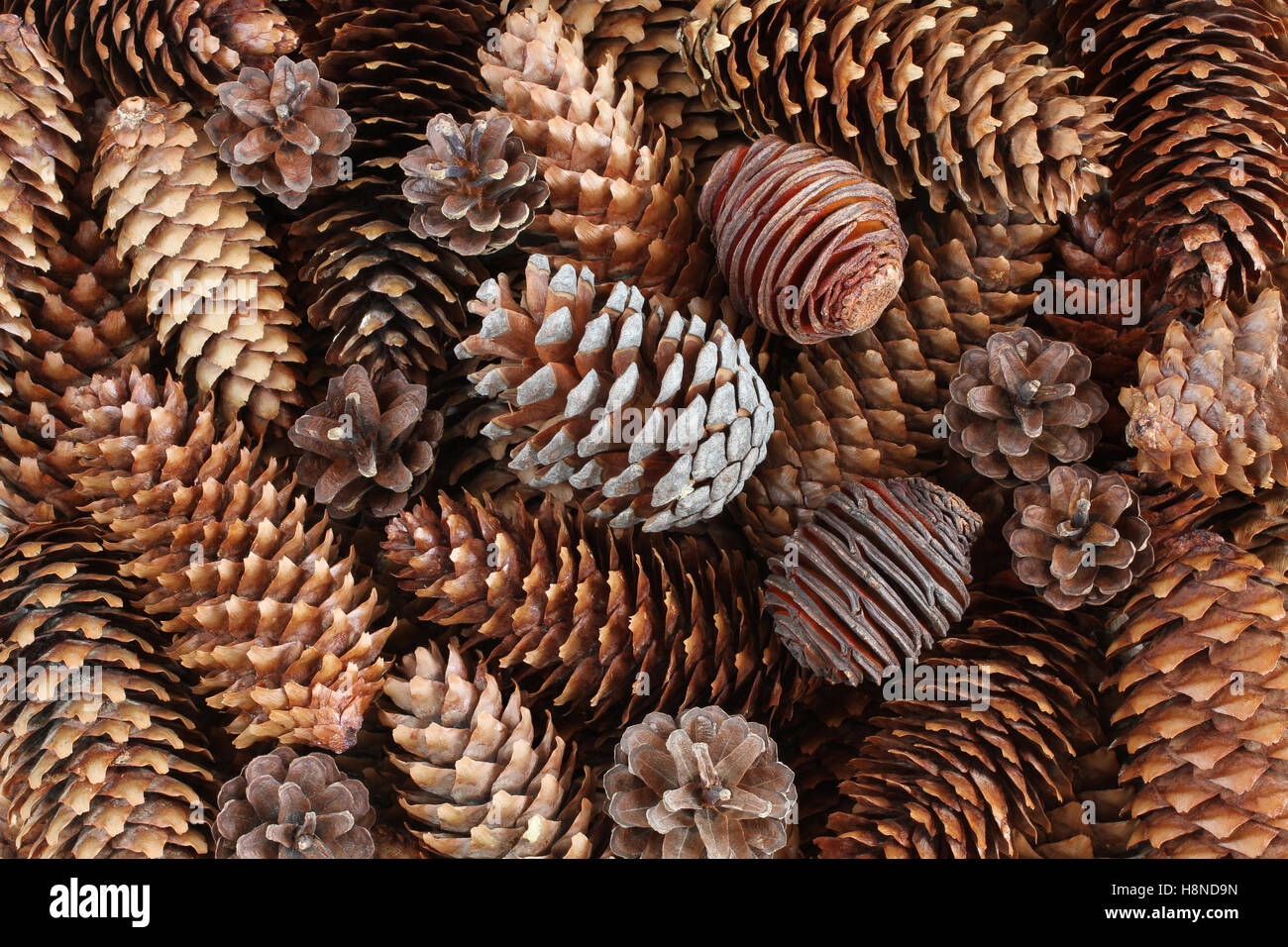 Nature background - dried brown pine cones Stock Photo - Alamy
