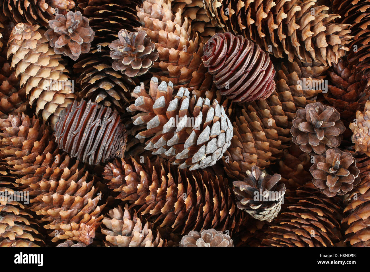 Nature background - dried brown pine cones Stock Photo - Alamy