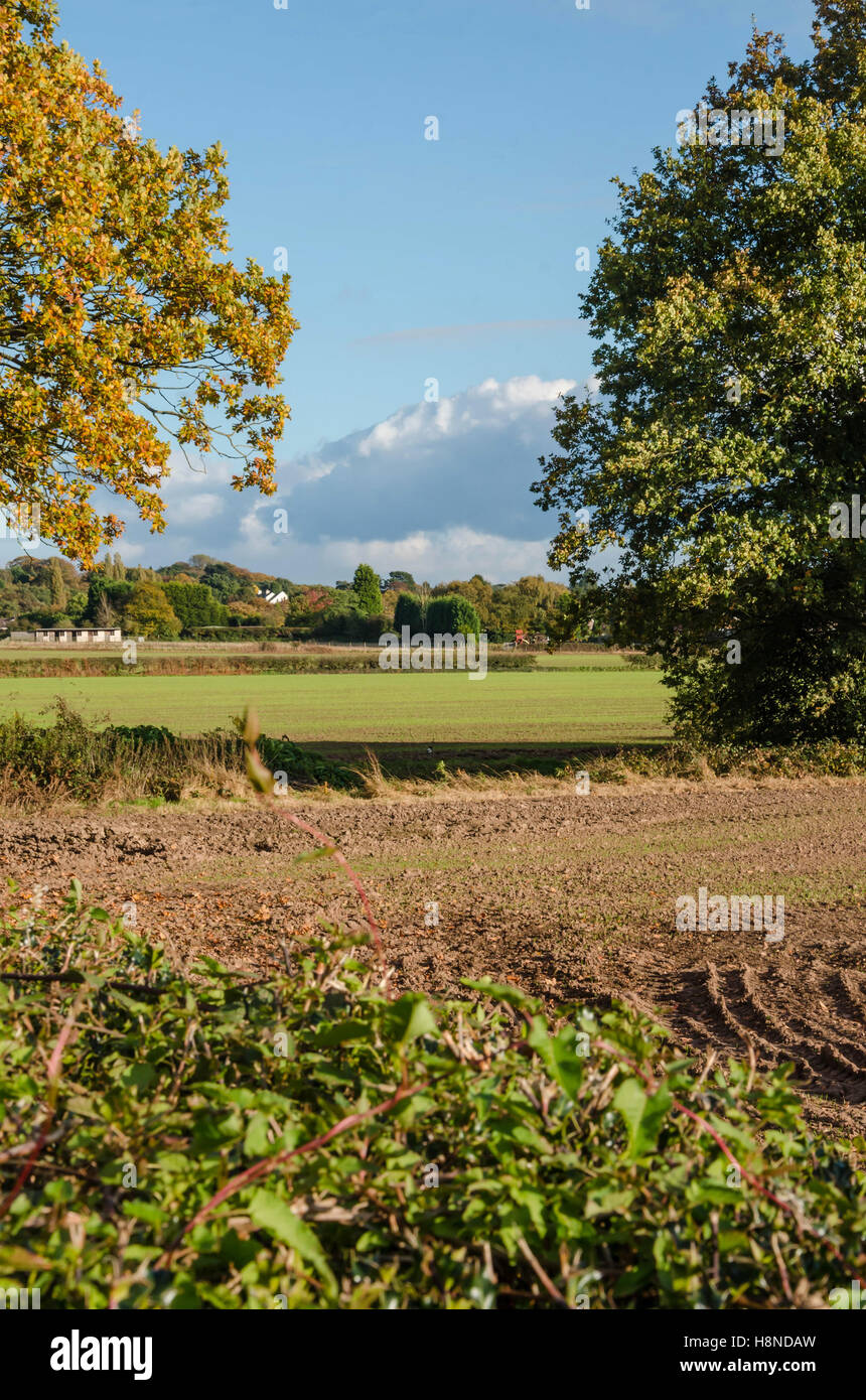 Looking over a hedge hi-res stock photography and images - Alamy