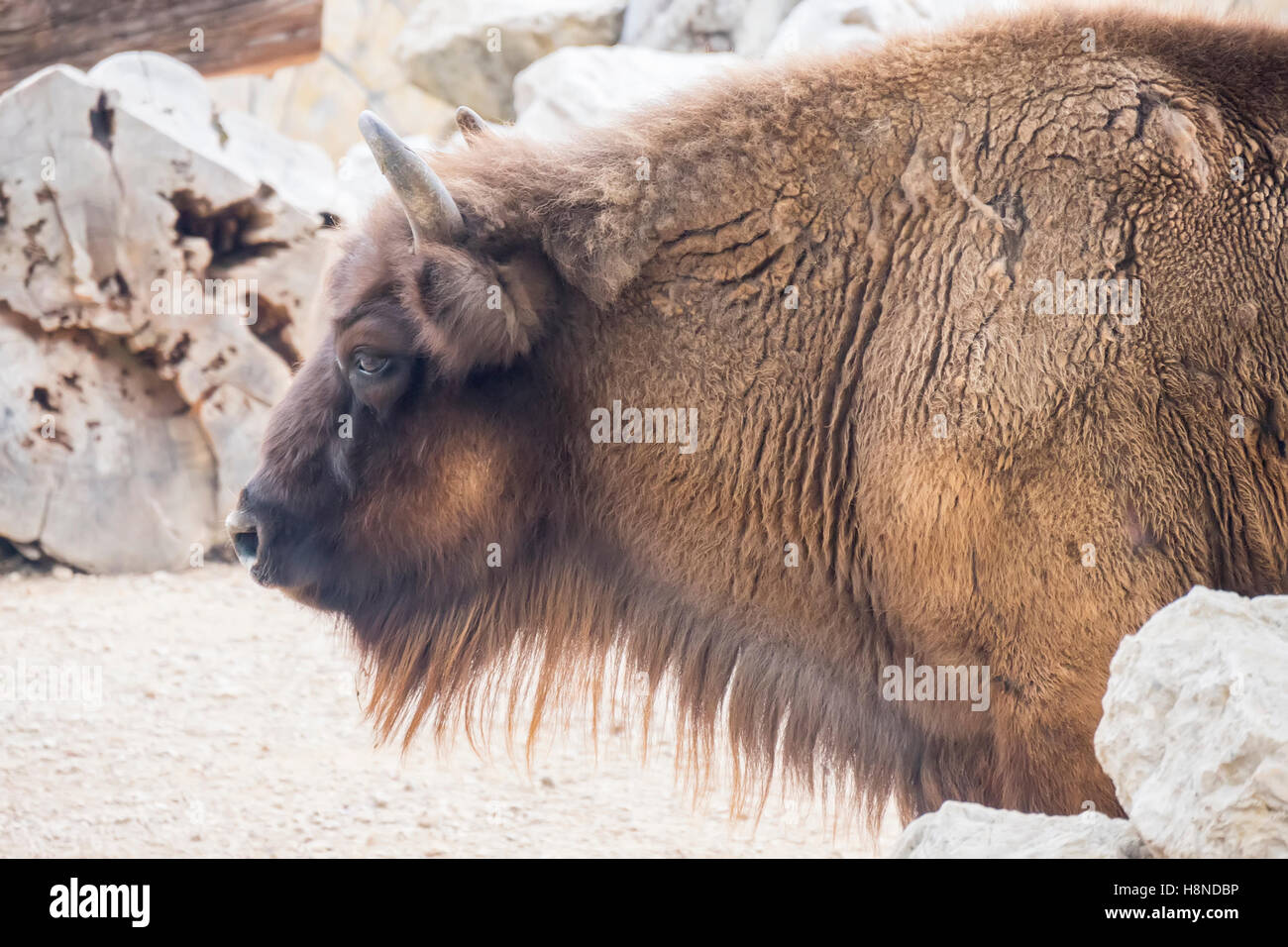 American Bison Buffalo side profile Stock Photo - Alamy