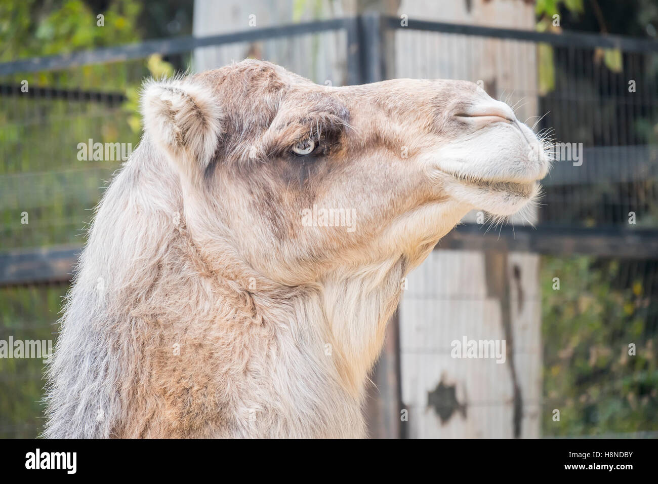 Camel head closeup portrait Stock Photo - Alamy