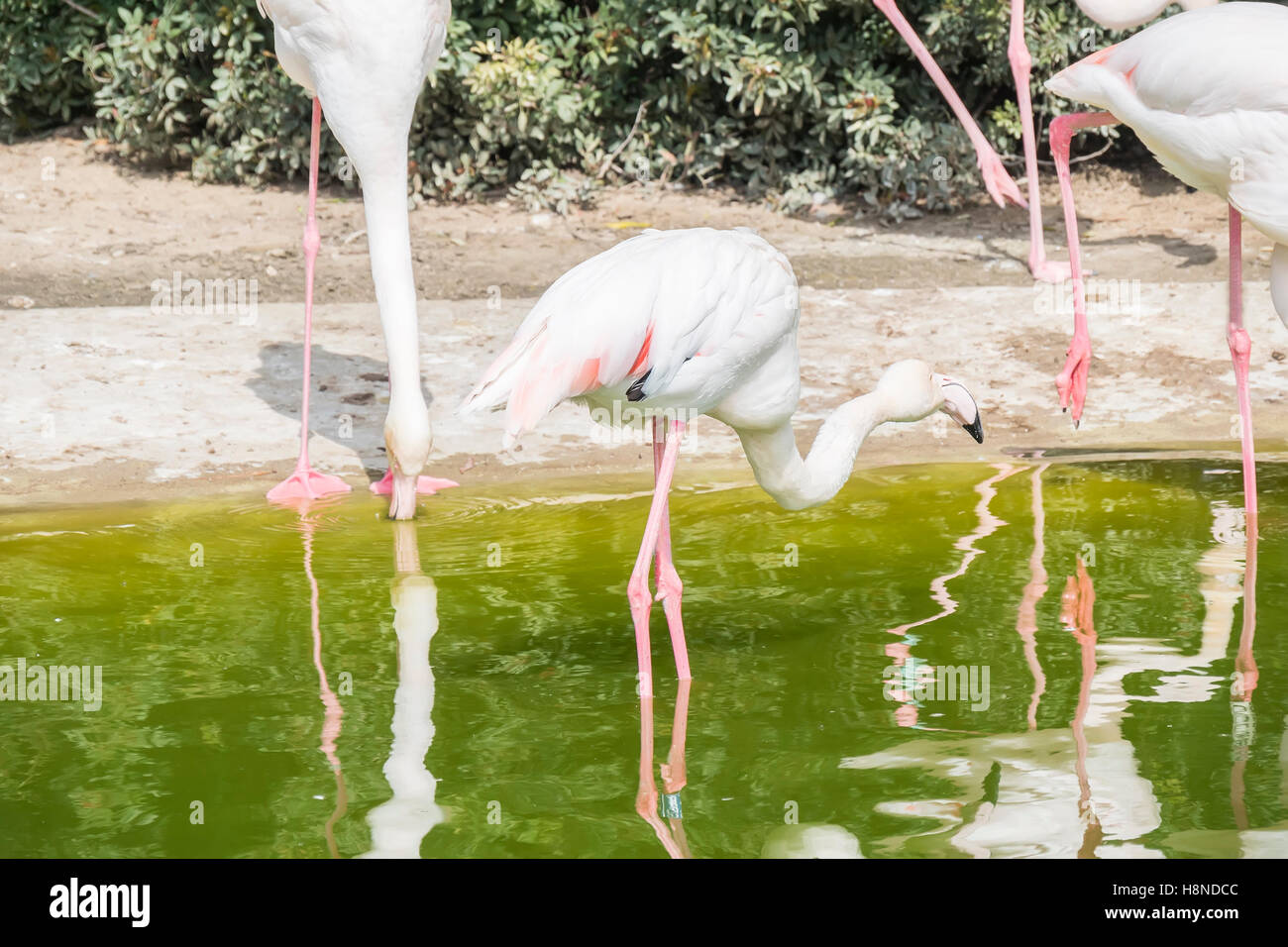 Flamingos resting on the shore of a pond Stock Photo - Alamy
