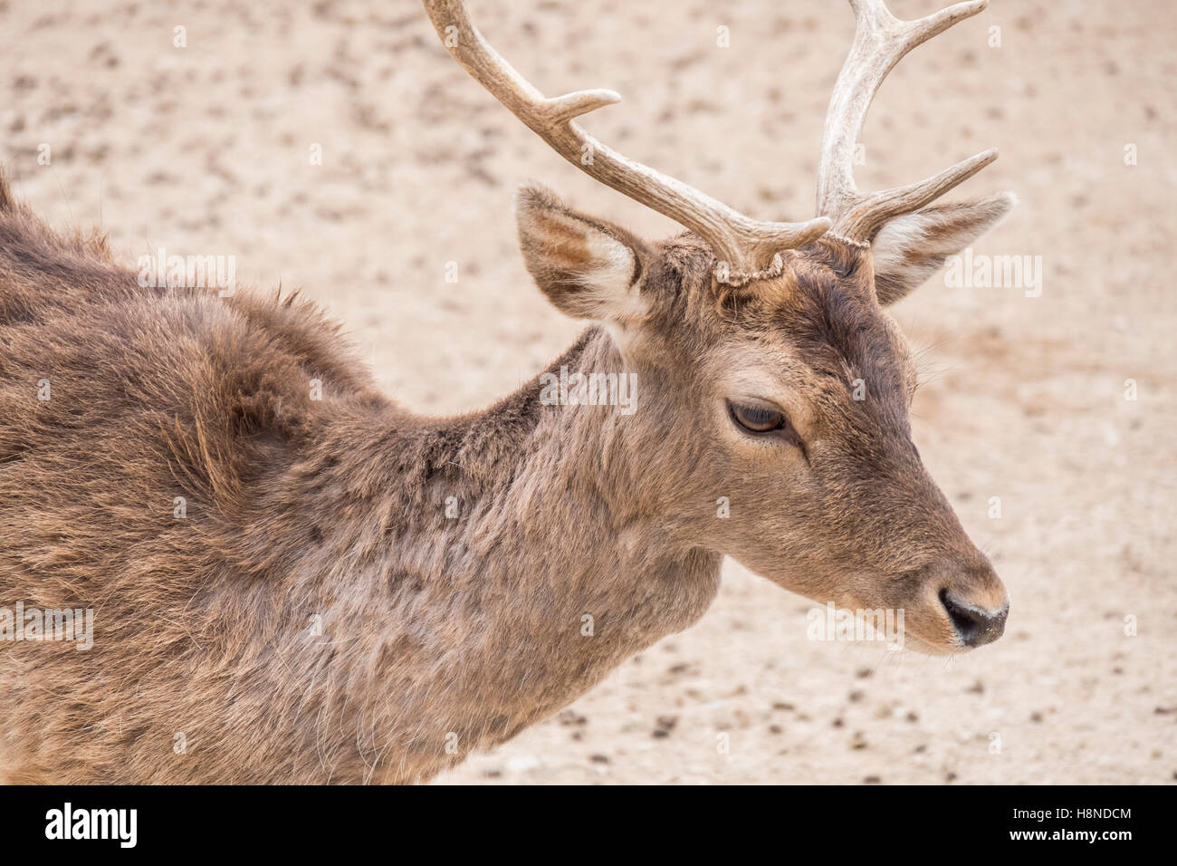 Dama dama, Fallow deer Stock Photo - Alamy