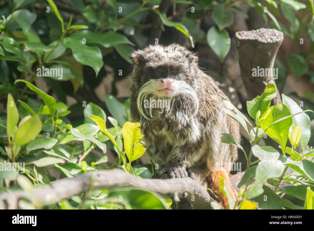 Saguinus imperator tamarin emperor hi-res stock photography and images ...
