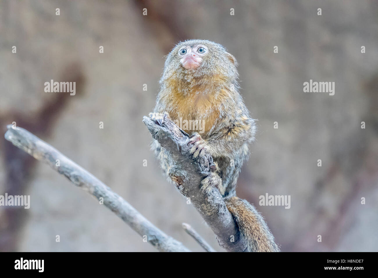 Callithrix pygmaea, Pygmy marmoset Stock Photo - Alamy