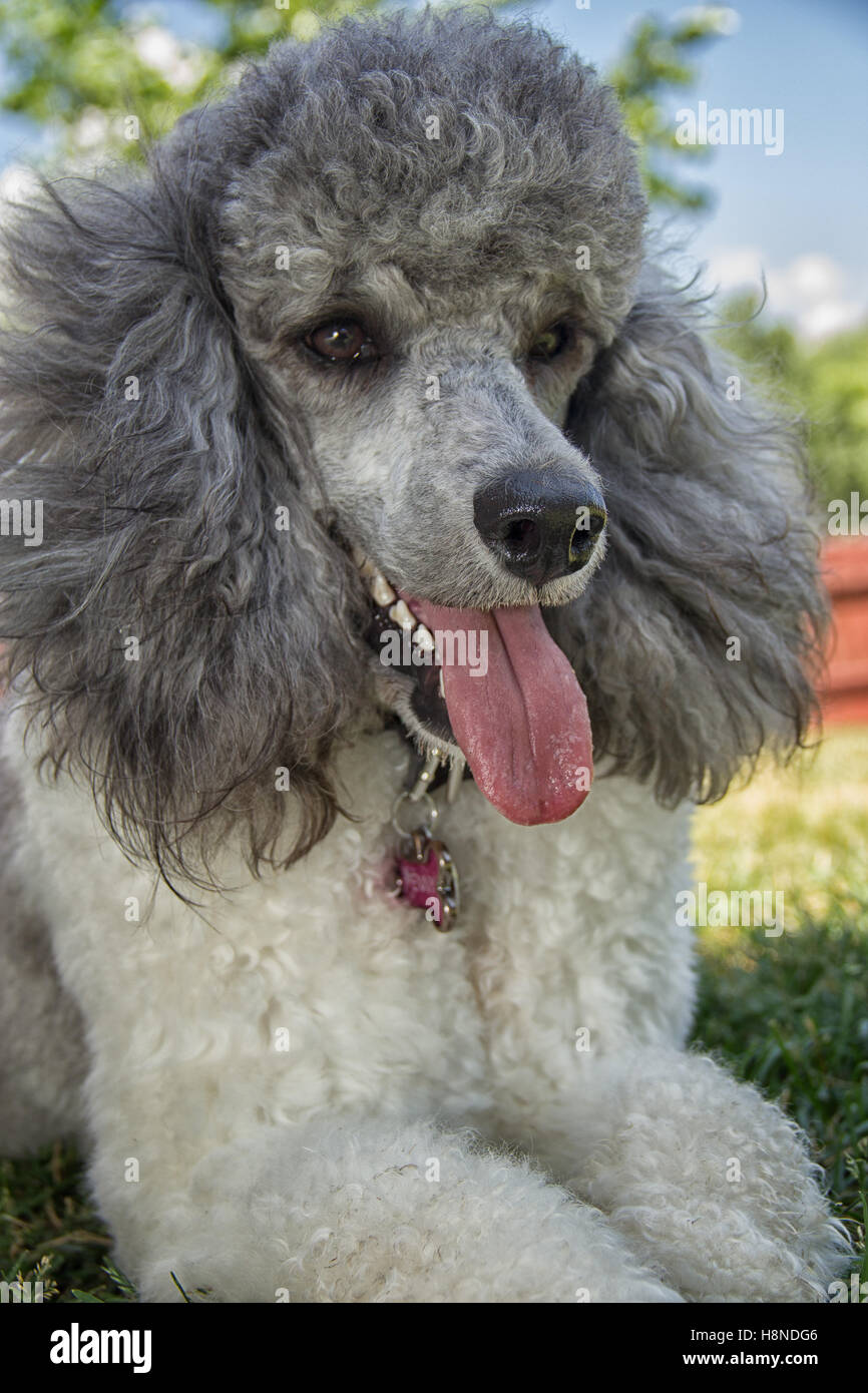 standard poodle dog breed Stock Photo - Alamy