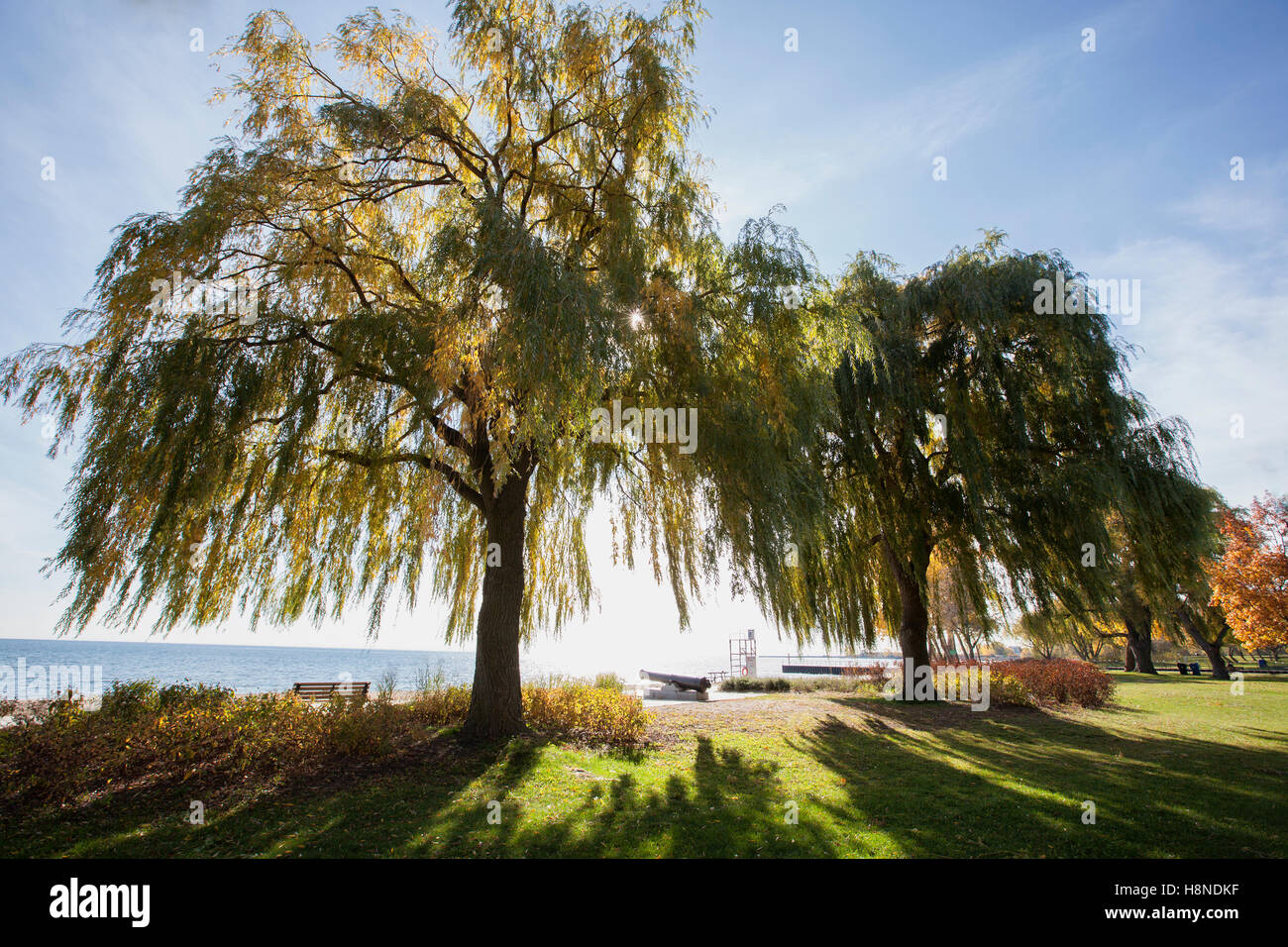 Willow tree hi-res stock photography and images - Alamy
