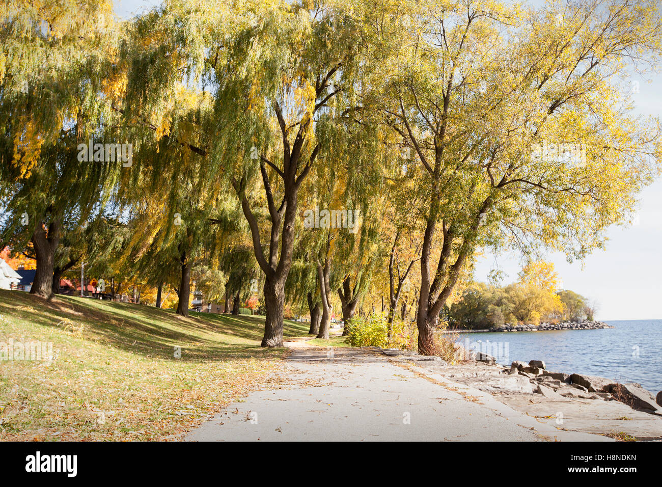 willow trees along park path Stock Photo - Alamy