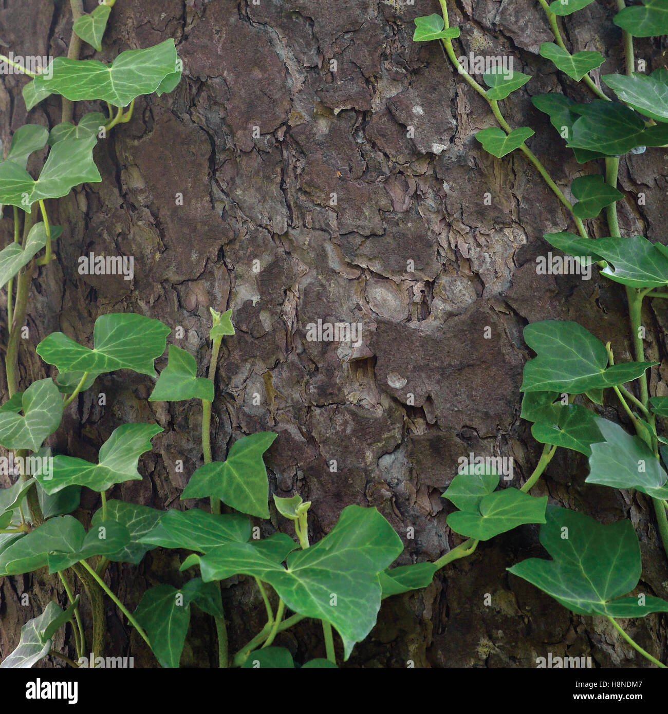 Climbing common Baltic ivy stems, hedera helix L. var. baltica, fresh ...