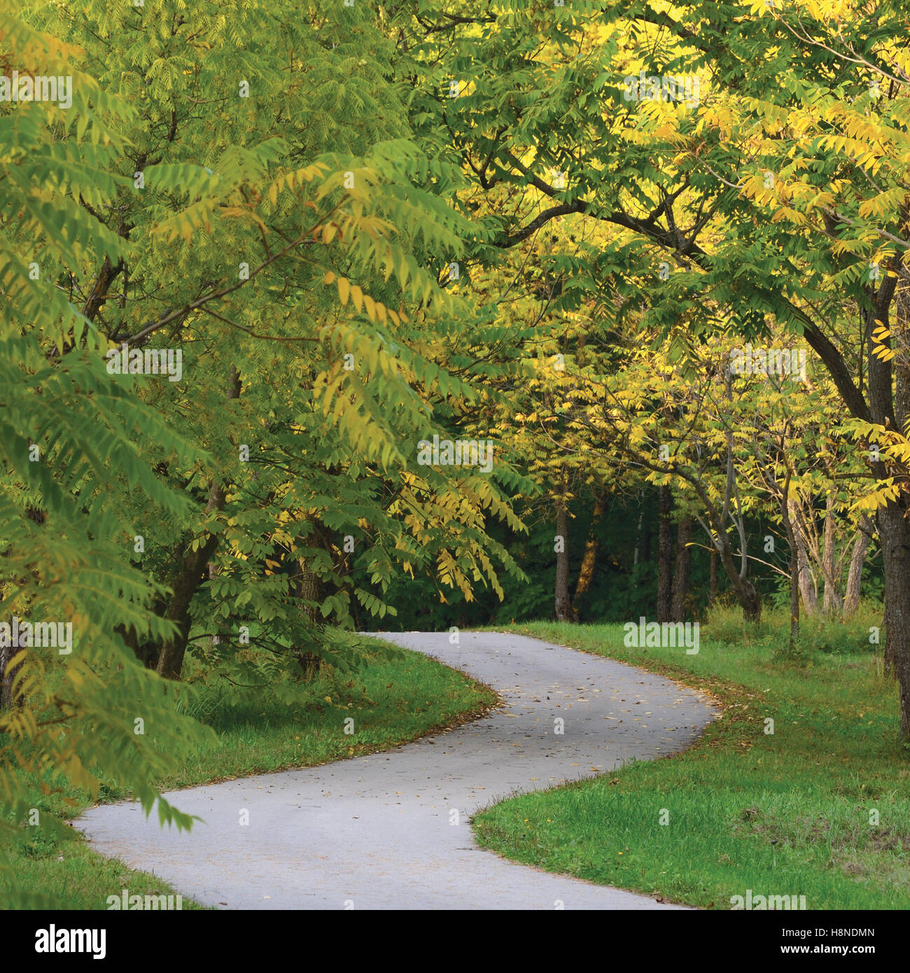 Walnut Trees In Autumnal Park, Large Detailed Vertical Landscaped ...