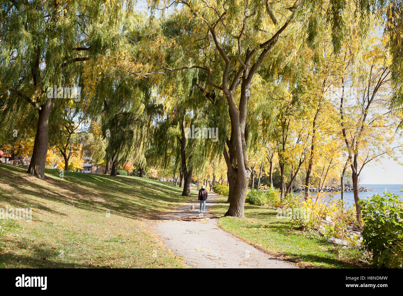 willow trees along park path Stock Photo - Alamy