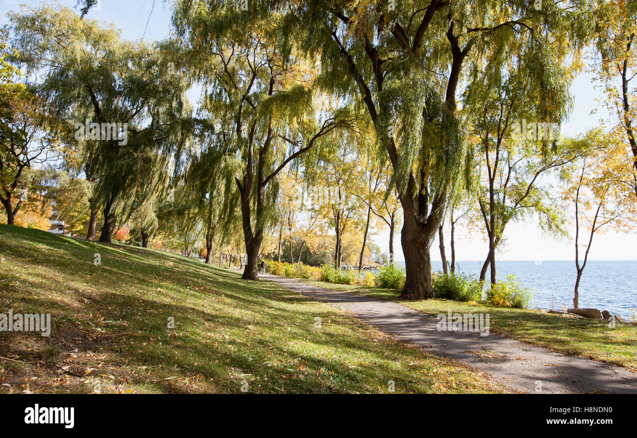 willow trees along park path Stock Photo - Alamy