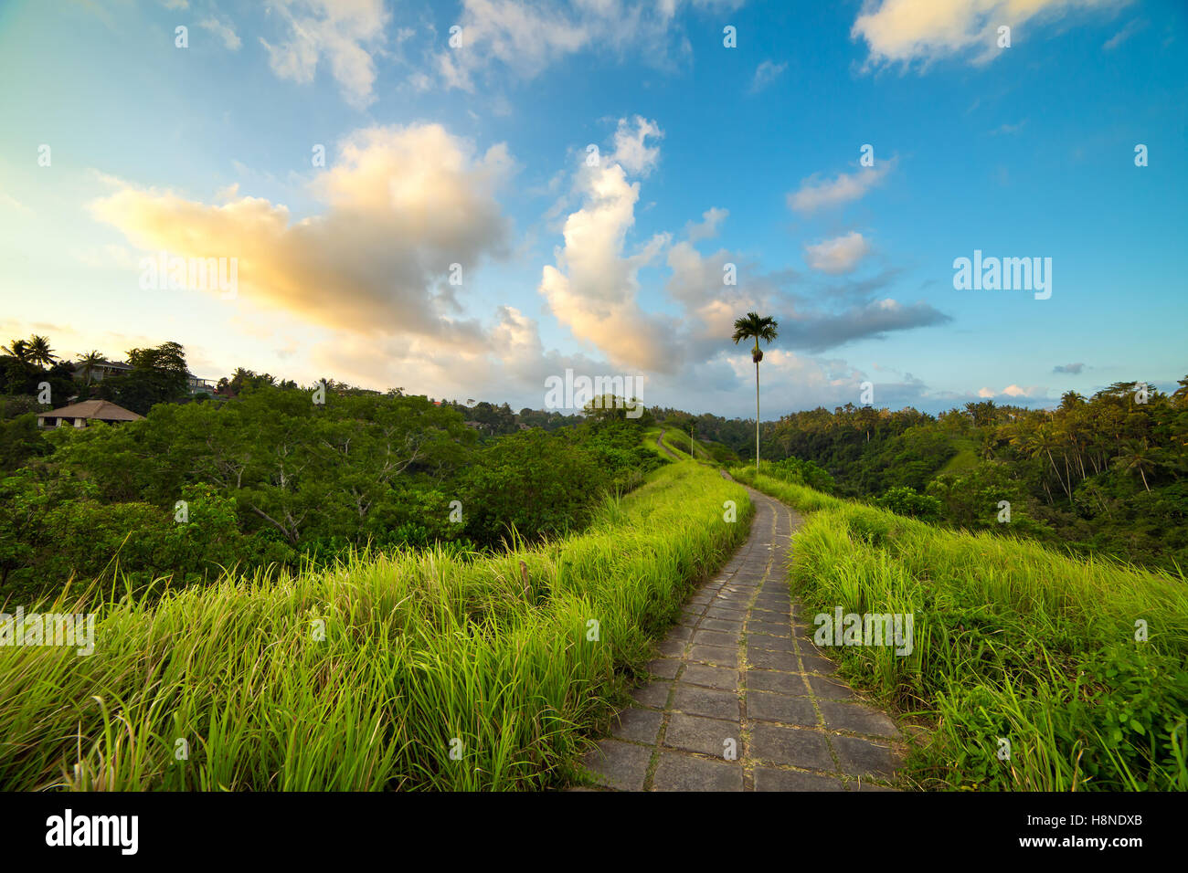 Sunset sky over the famous Campuhan Ridge Walk in Ubud, Bali, Indonesia ...