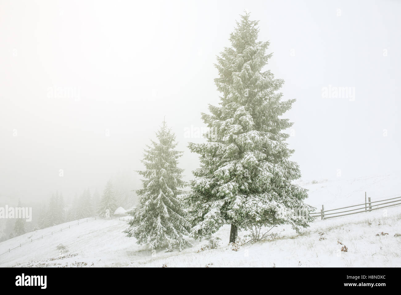 Beautiful winter landscape with snow covered trees Stock Photo - Alamy