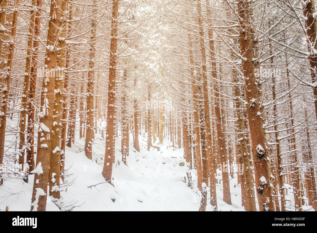 Pine trees snow hi-res stock photography and images - Alamy
