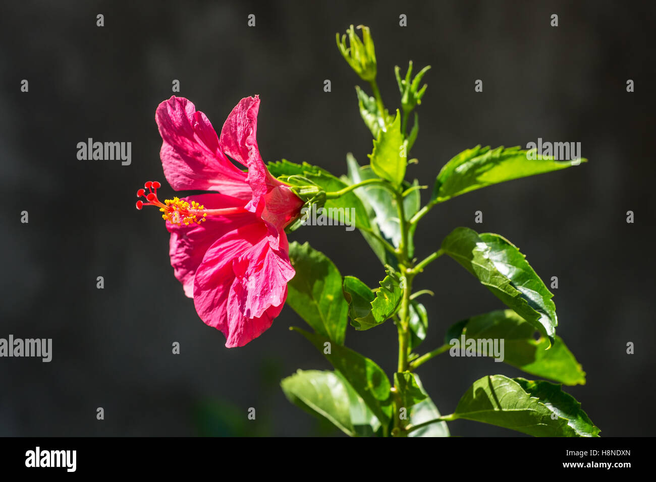Red hibiscus hibiscus rosa sinensis hi-res stock photography and images ...