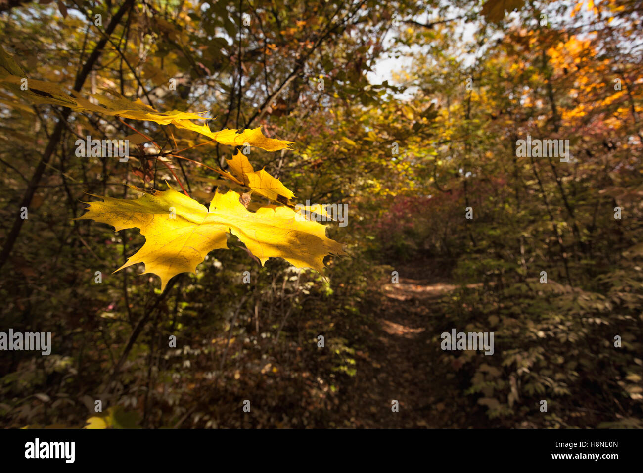Path with yellow trees hi-res stock photography and images - Alamy